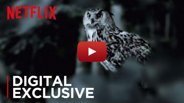 The Staircase | The Owl Theory | Netflix- The Staircase - Buzz ...