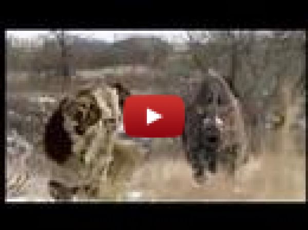 Neanderthal vs woolly rhino - BBC- Walking with Beasts - Buzz | MyMovieRack